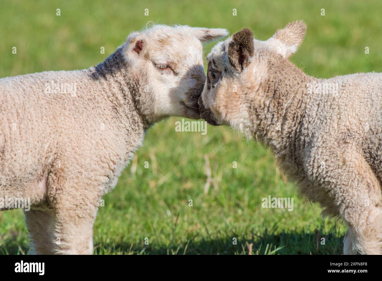 Two domestic Badger faced sheep, lambs pressing noses, Monmouthshire ...