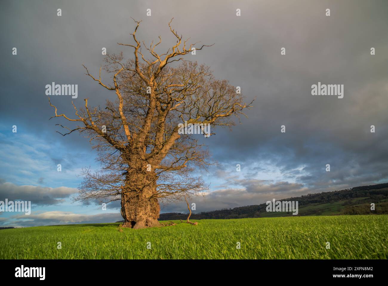 800 year old tree hi-res stock photography and images - Alamy