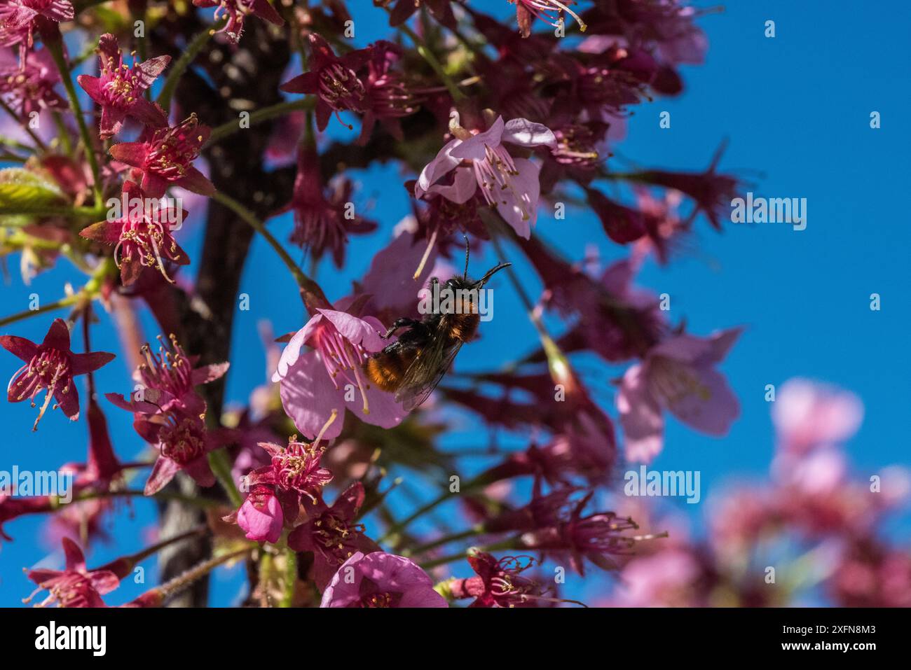 Tawny mining bee (Andrena fulva) feeding on Cherry tree (Prunus sp ...