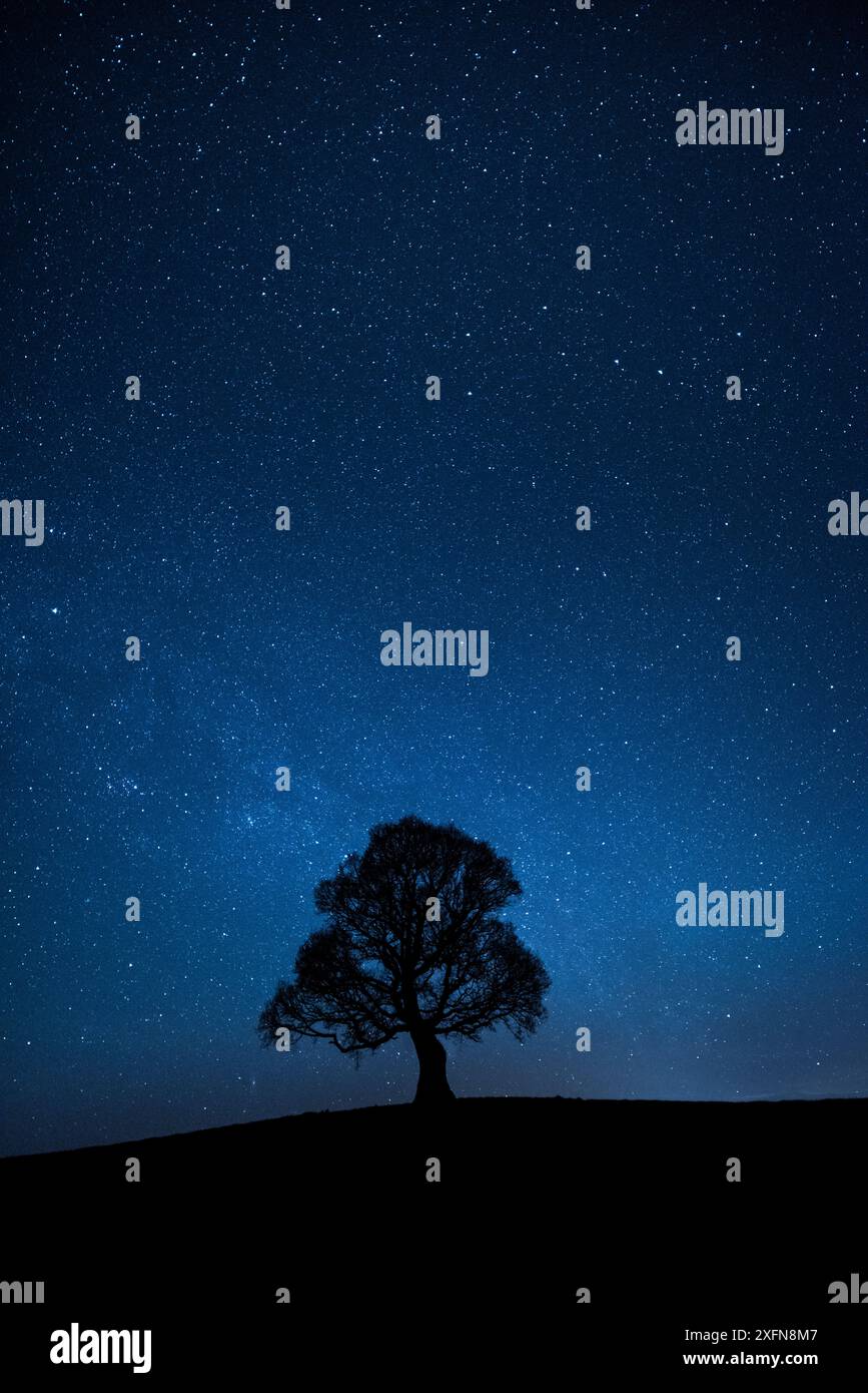 English oak tree (Quercus robur) at night, Brecon Beacons National Park ...