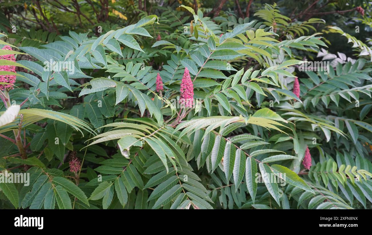 Staghorn sumac berries hi-res stock photography and images - Alamy