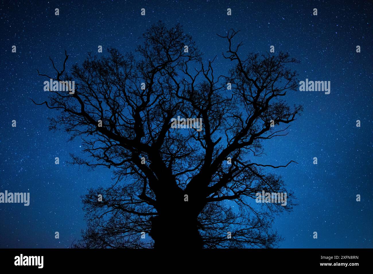 English oak tree (Quercus robur) at night, Brecon Beacons National Park ...