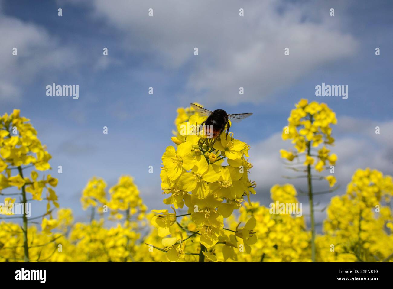 Red-tailed bumblebee (Bombus lapidarius) flying to Oilseed rape ...