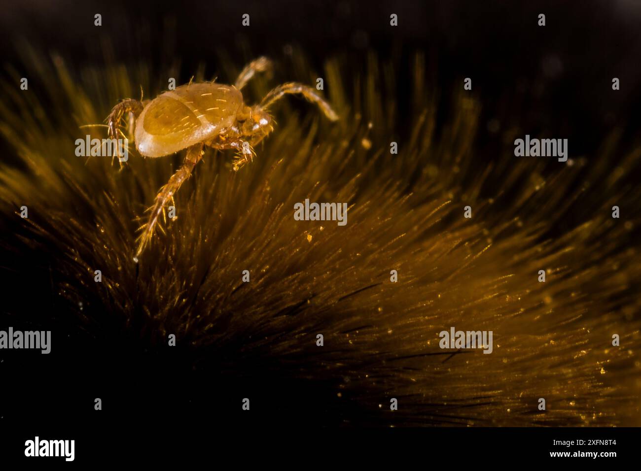 Parasitus fucorum hi-res stock photography and images - Alamy