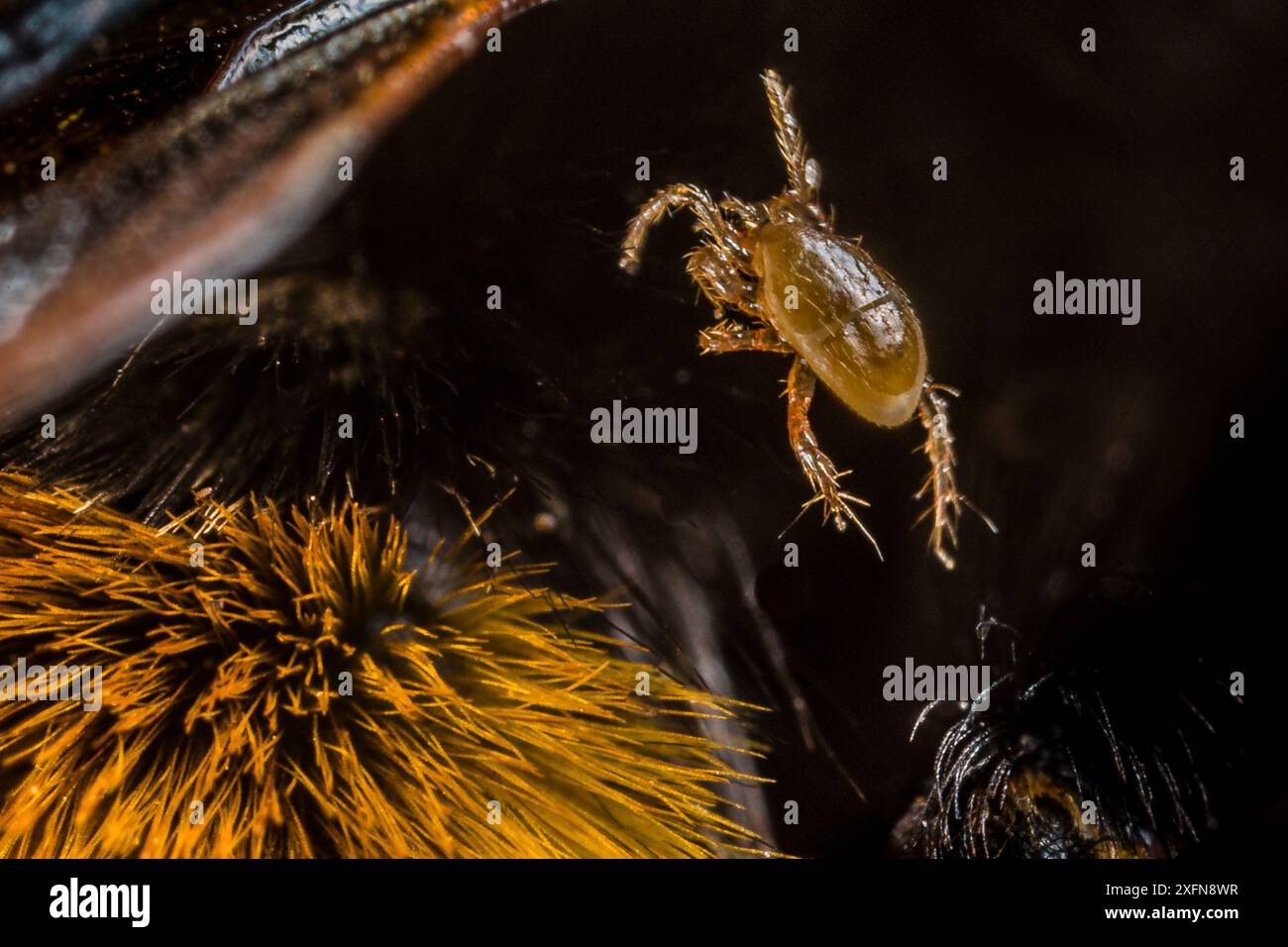 Parasite animals hi-res stock photography and images - Alamy