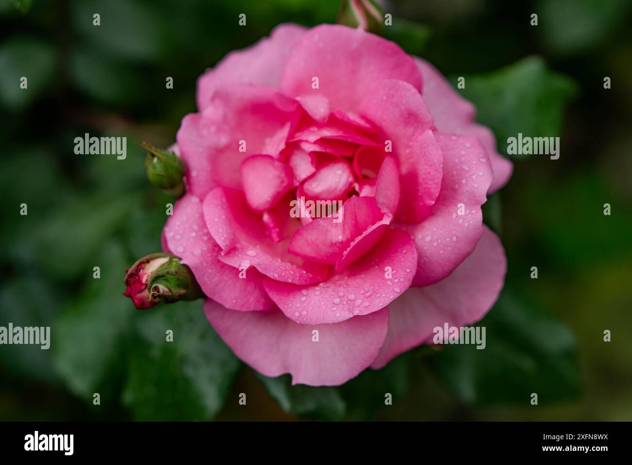 Scarlet garden flora hi-res stock photography and images - Alamy