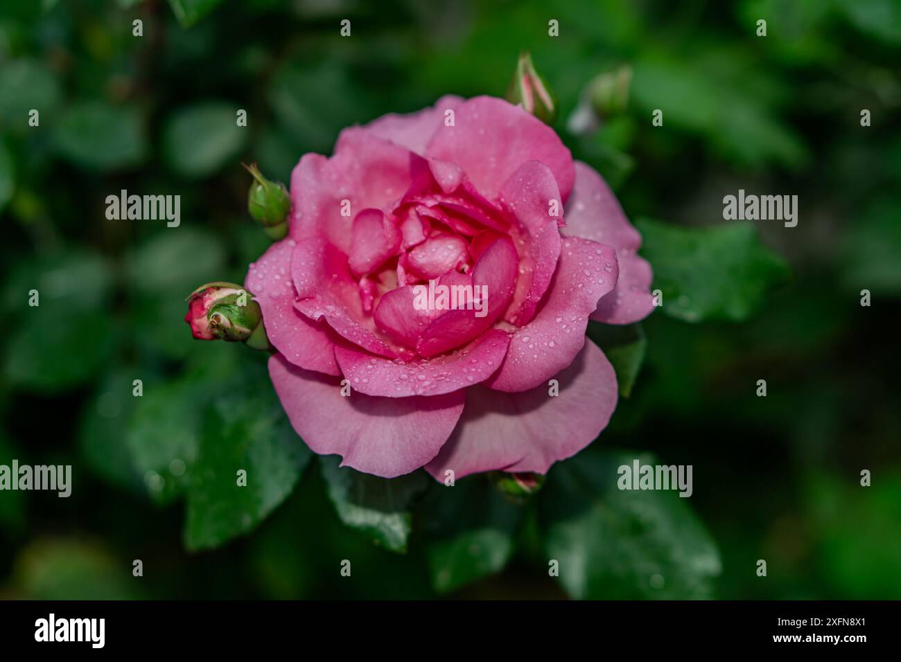 Rosebud bloom in spring view hi-res stock photography and images - Alamy