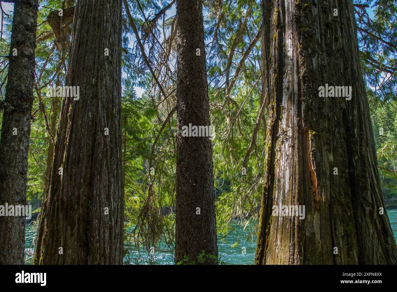 Western red cedar tree (Thuja plicata) in old growth forest, Wells Grey ...
