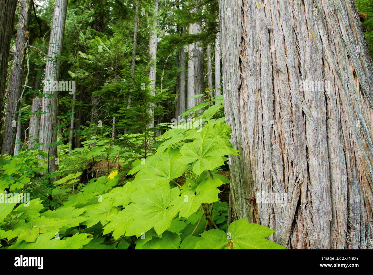 Western red cedar tree (Thuja plicata) in old growth forest, Wells Grey ...