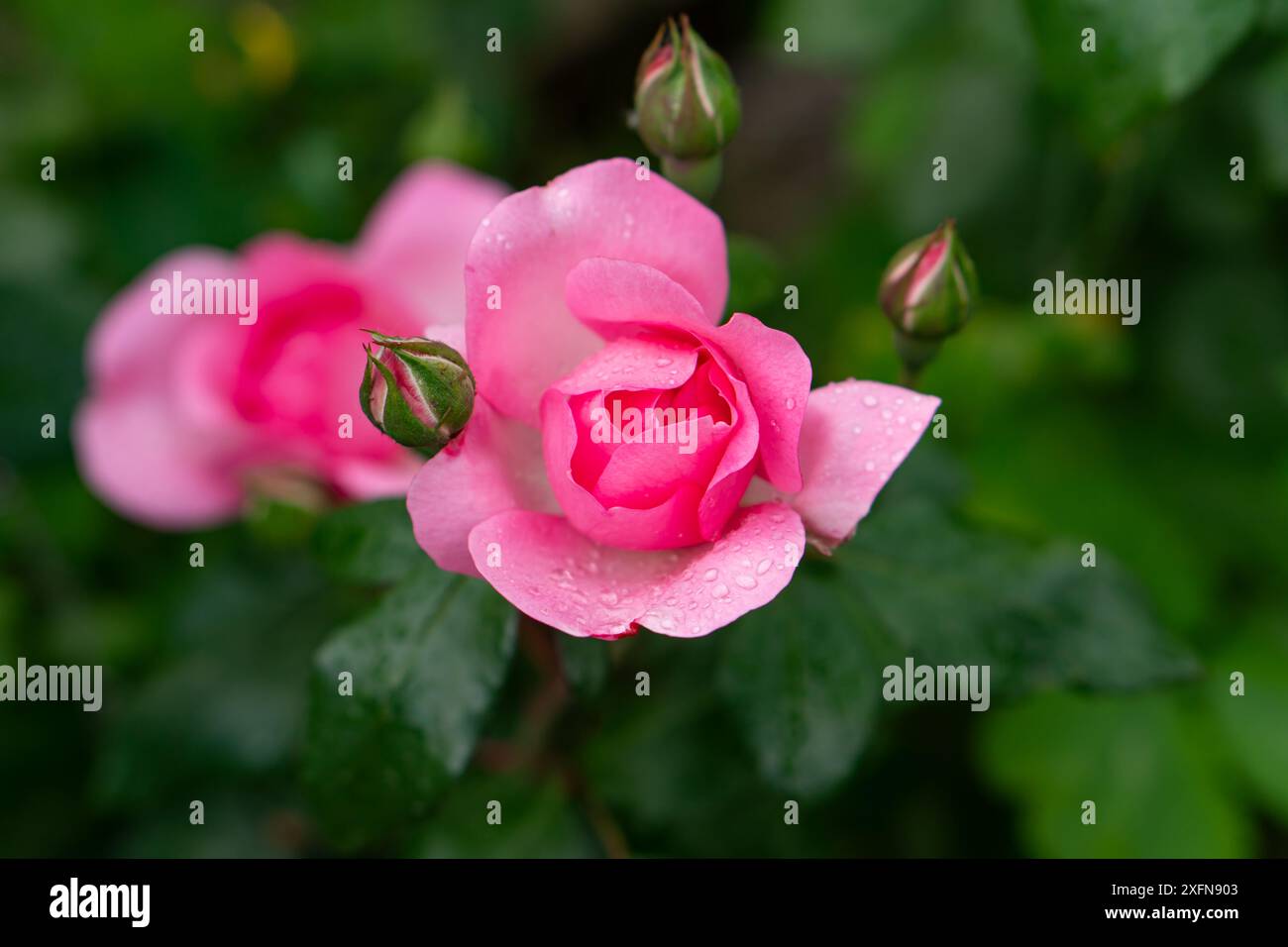 Rosebud bloom in spring view hi-res stock photography and images - Alamy
