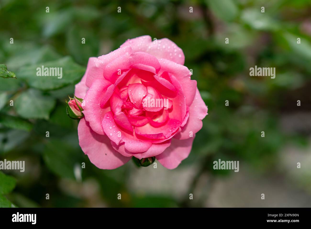 Scarlet garden flora hi-res stock photography and images - Alamy