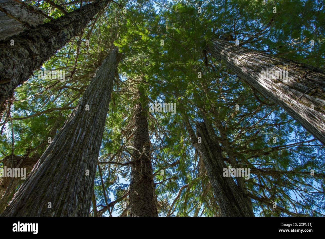 Western red cedar tree (Thuja plicata) in old growth forest, Wells Grey ...
