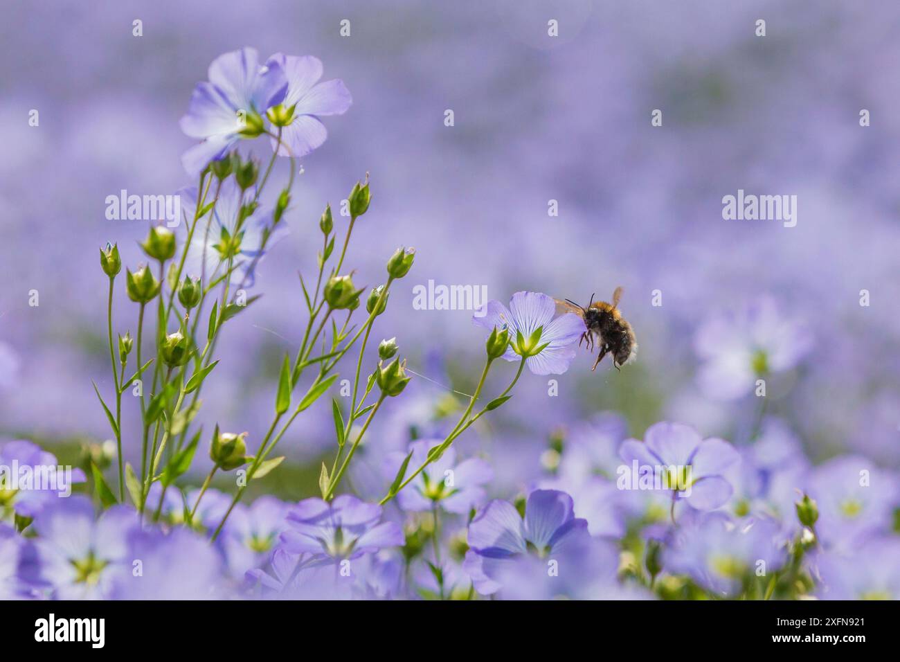 Tree bumblebee (Bombus hypnorum), flying to Flax (Linum usitatissimum ...