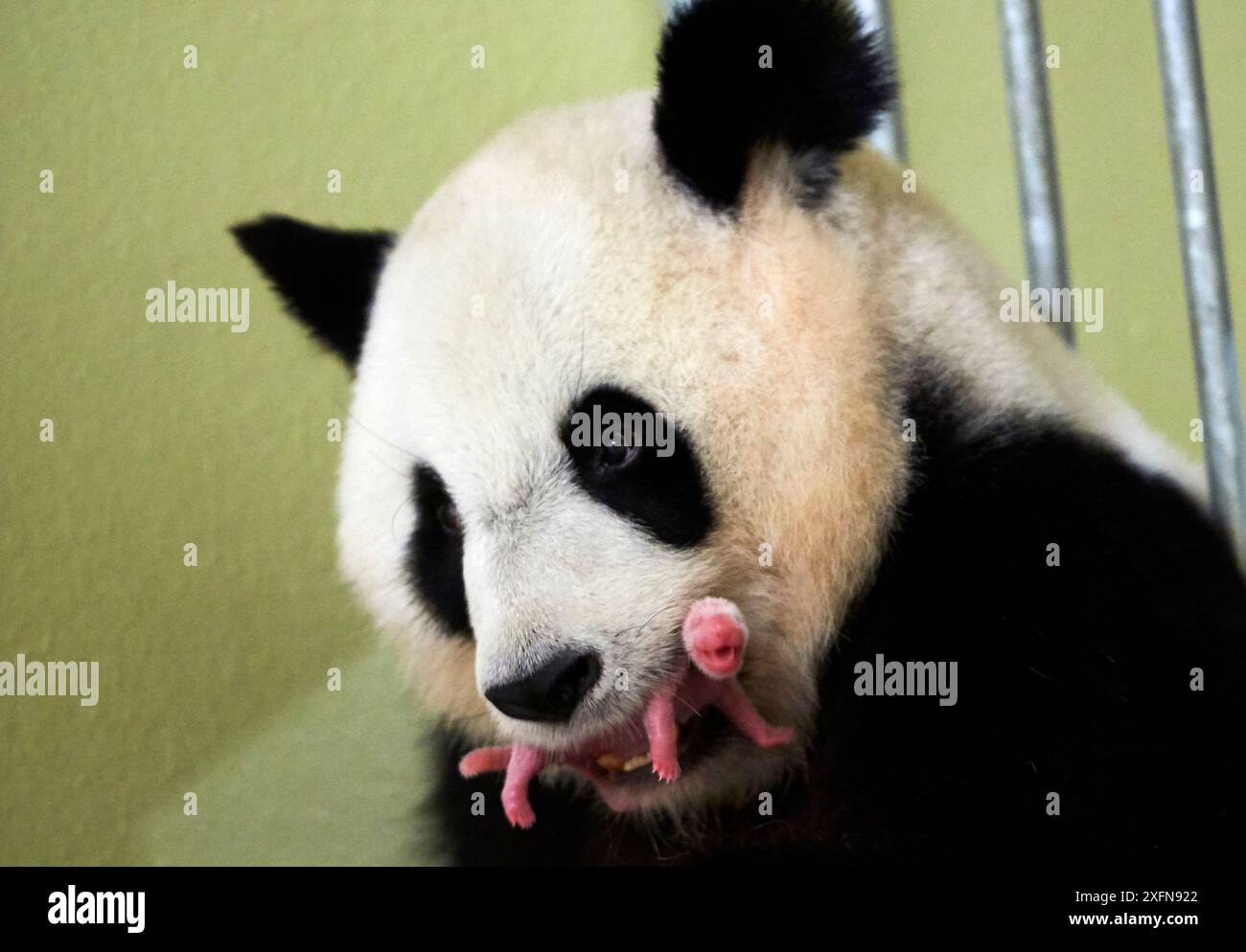 Giant panda (Ailuropoda melanoleuca) female, Huan Huan, holding her ...