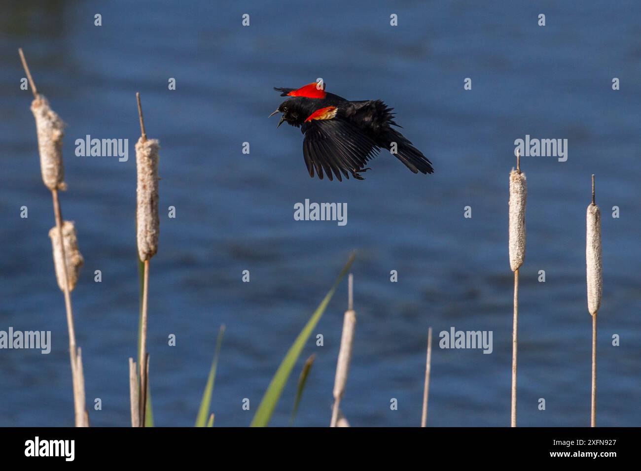 Red winged blackbird (Agelaius phoeniceus) male in flight, Montana, USA ...