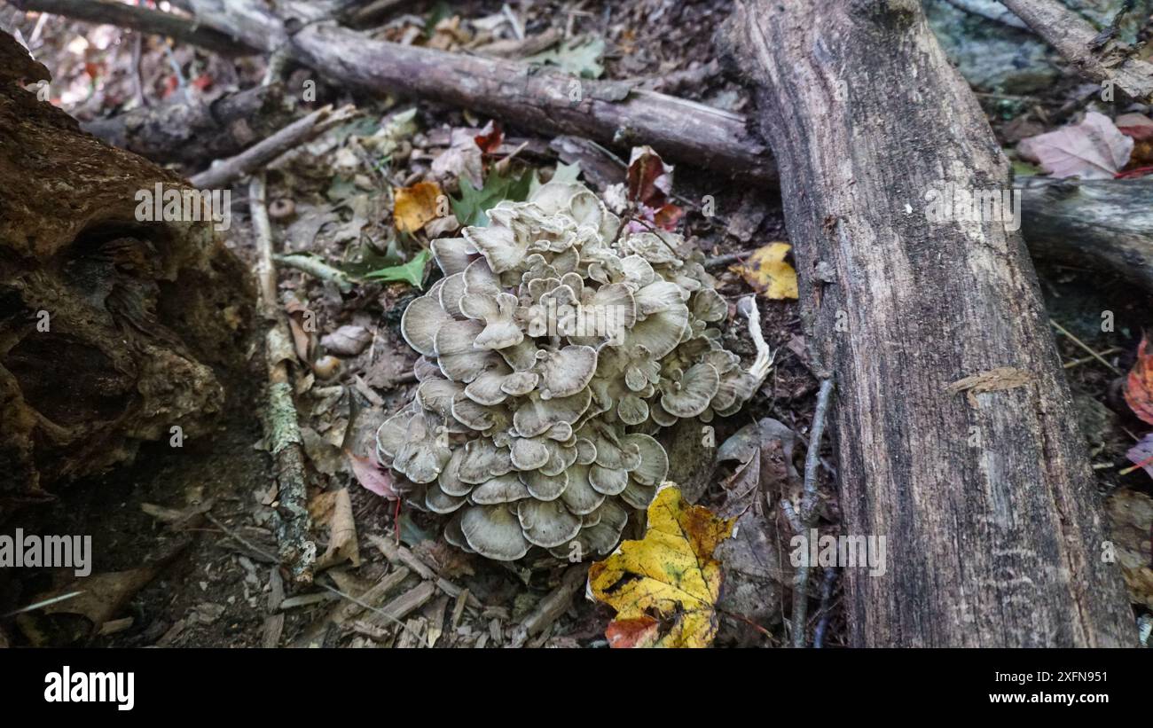 Maitake Hen of the Woods Mushrooms growing near an Oak tree Stock Photo ...