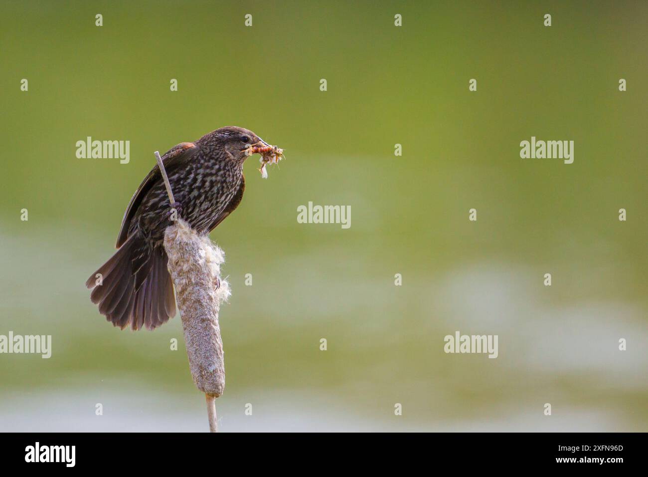 Red-winged blackbird (Agelaius phoeniceus) with insect prey, Bozeman ...