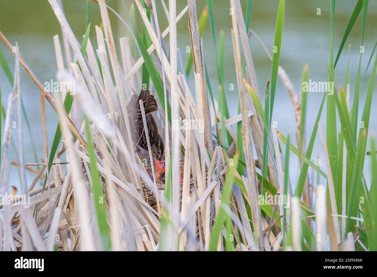 Red winged blackbird (Agelaius phoeniceus), female feeding chick at ...