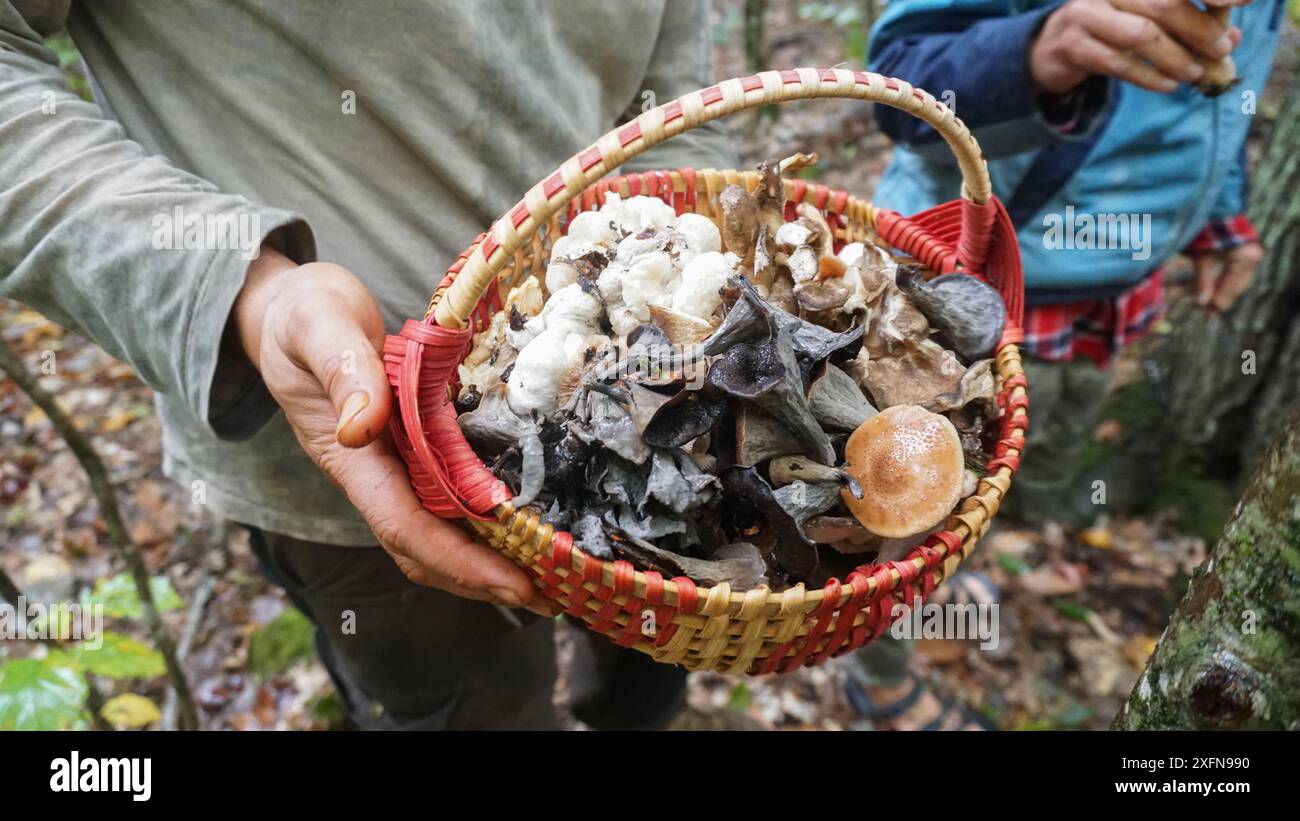 Wild Mushroom Foraging in the woods with a basket Stock Photo - Alamy