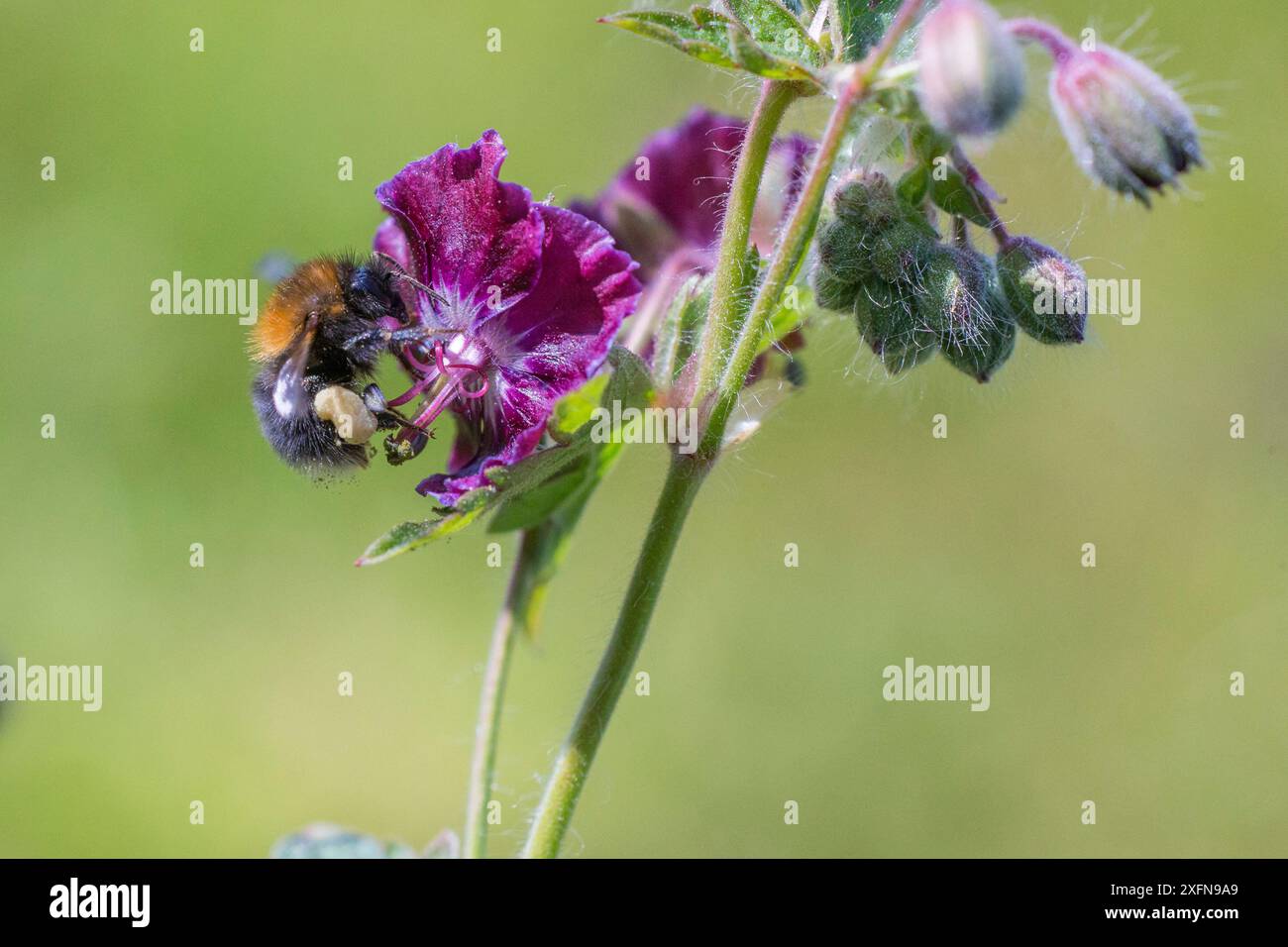 Tree bumblebee (Bombus hypnorum) dark form, worker bee, feeding on ...