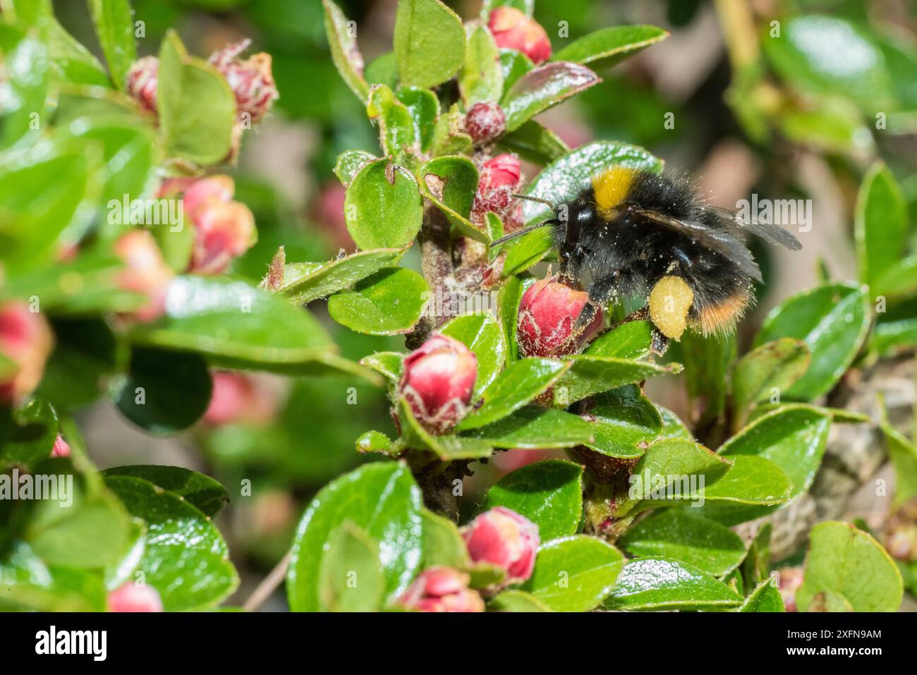 Early bumblebee (Bombus pratorum) feed on Cotoneaster flowers ...