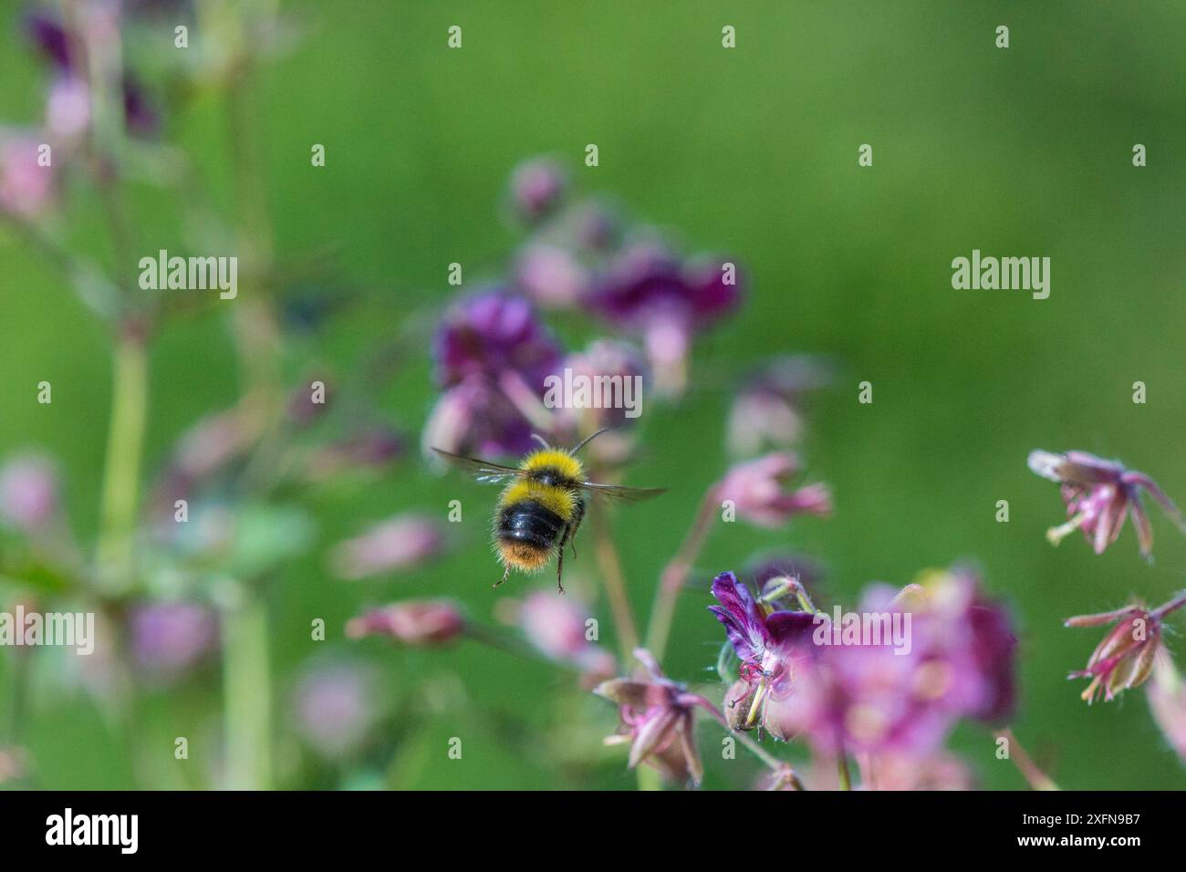 Early bumblebee (Bombus pratorum) male flying to hardy geranium flower ...