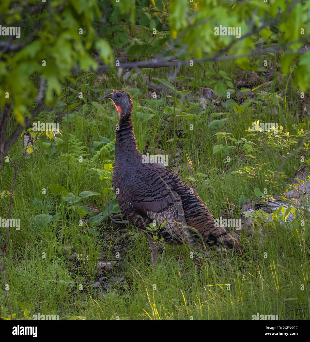 Hen wild turkey on a May morning in northern Wisconsin Stock Photo - Alamy