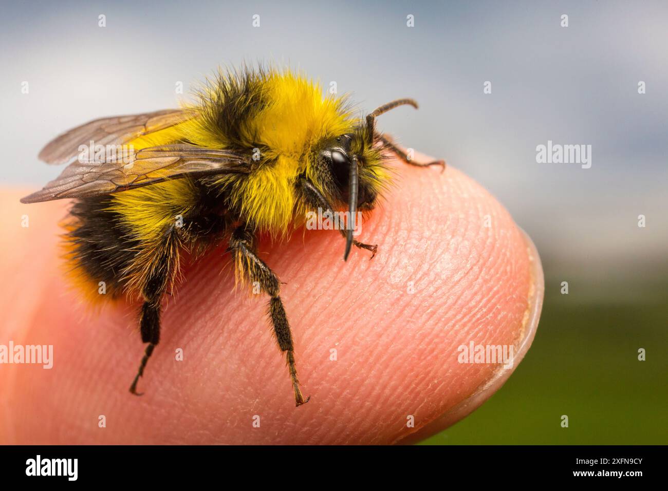 Characteristic bumblebee hi-res stock photography and images - Alamy
