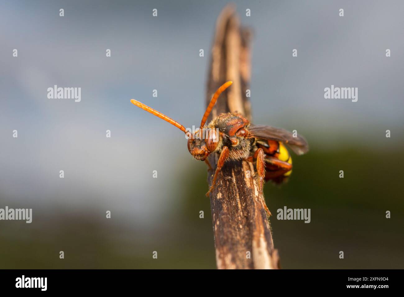 Nomad bee (Nomada flava) Monmouthshire, Wales UK, May Stock Photo - Alamy