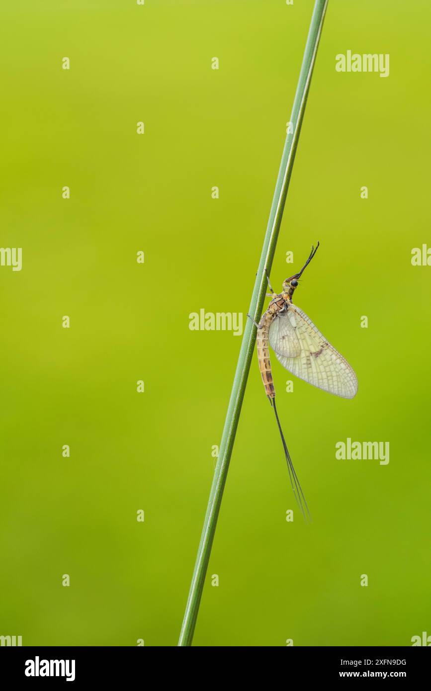 Mayfly (Ephemera danica) male, River Usk, Monmouthshire, Wales, UK, May ...