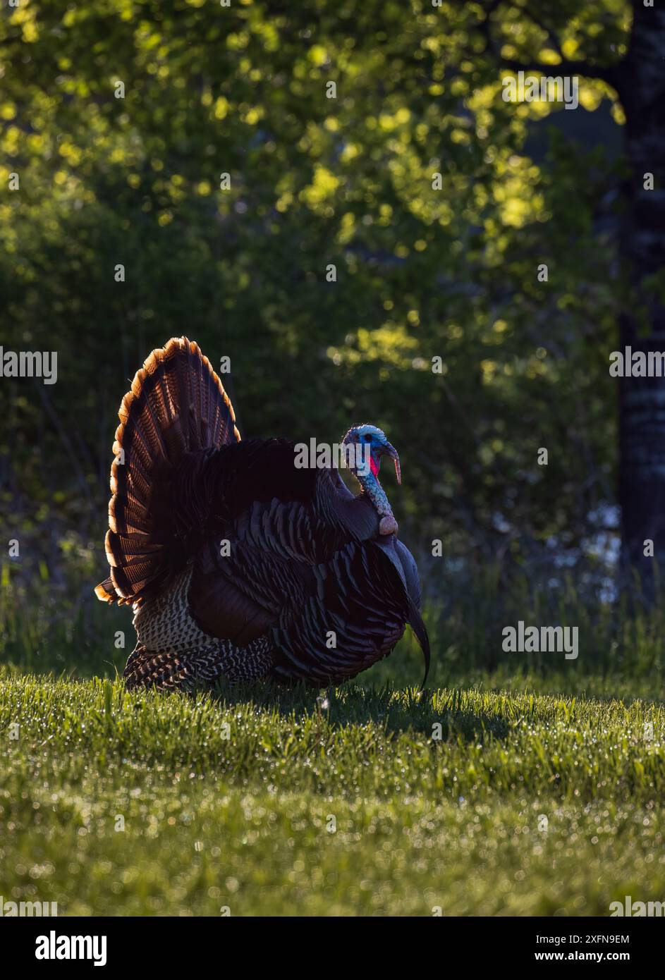 Purple and green turkey tail hi-res stock photography and images - Alamy