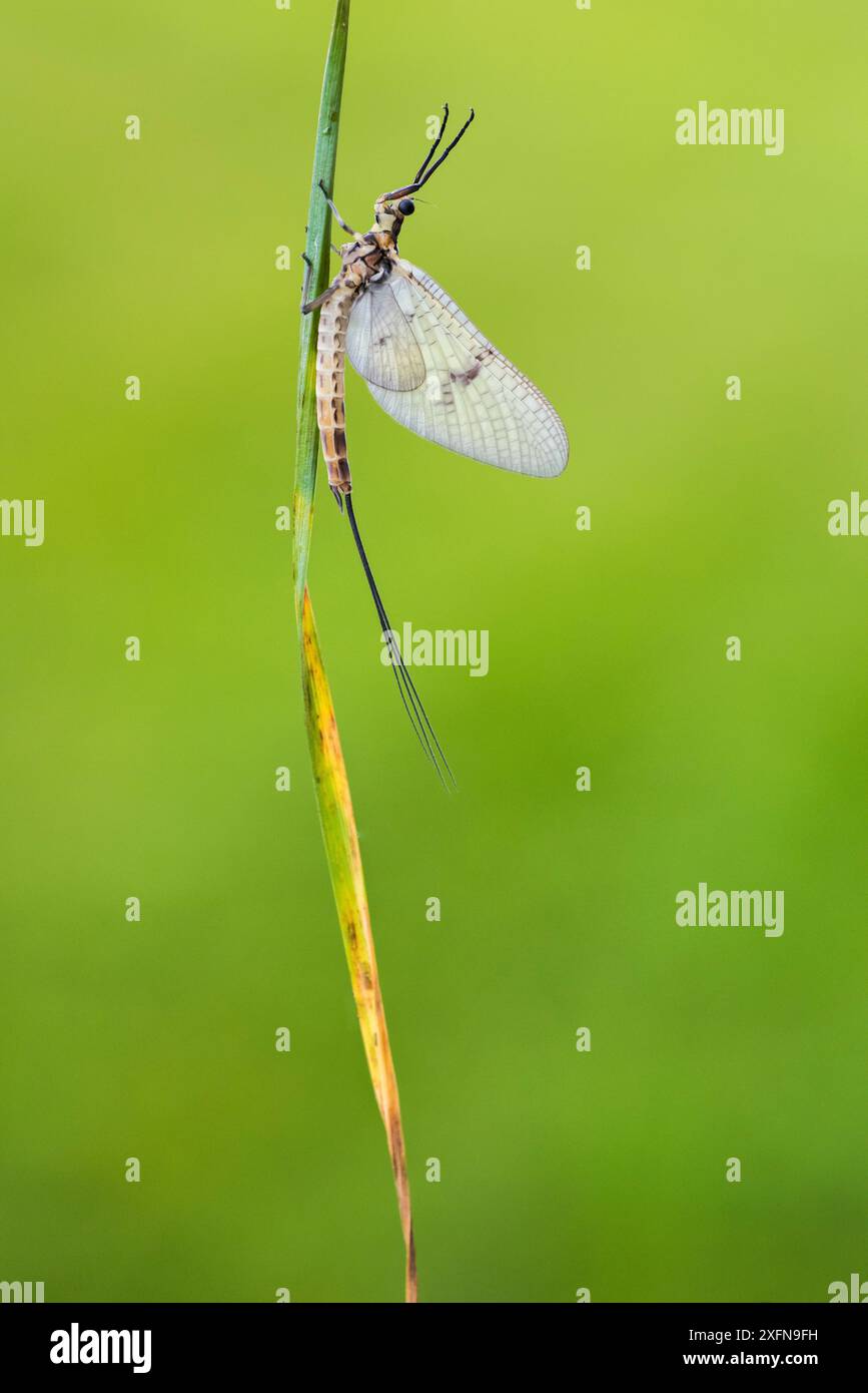 Mayfly (Ephemera danica) male, River Usk, Monmouthshire, Wales, UK, May ...
