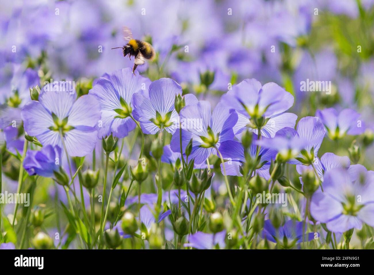 Early bumblebee (Bombus pratorum), visiting flax flowers, (Linum ...