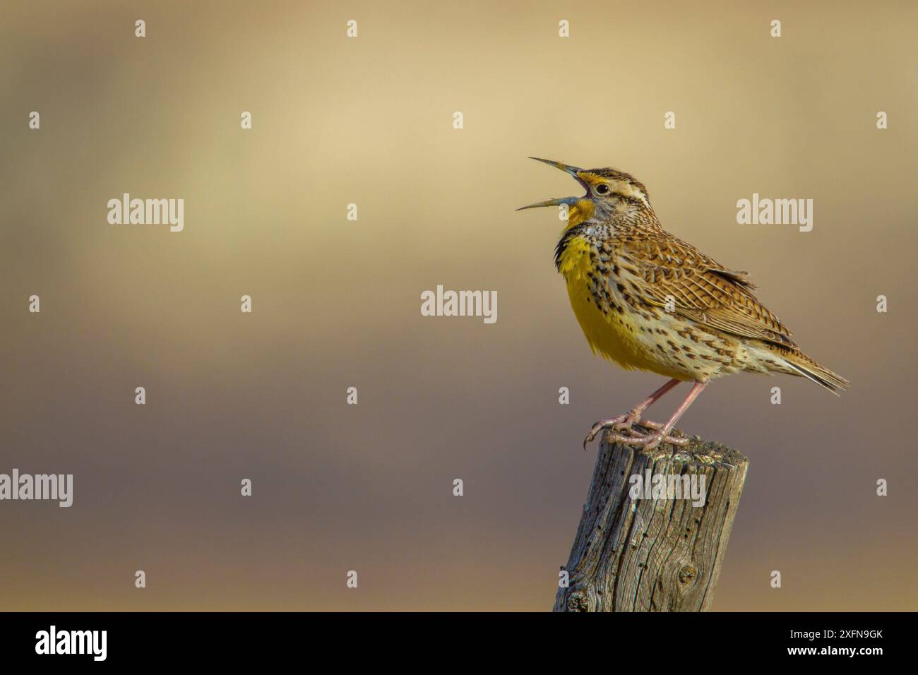 Western meadowlark (Sturnella neglecta) perched singing, Montana, USA ...