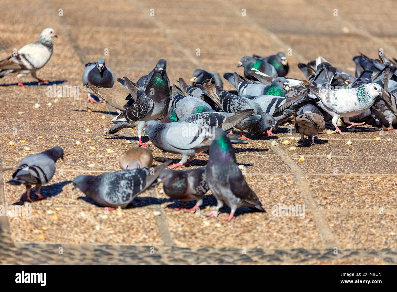 Flock of pigeons are gathered on a sidewalk, eating food. Urban scene ...