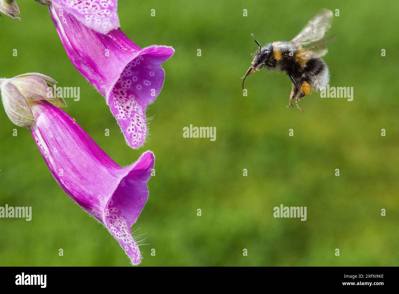 Garden bumblebee (Bombus hortorum) flying to feed on Foxglove ...