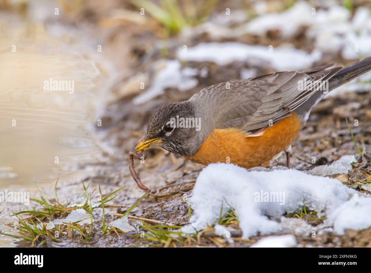 American robin hunting worms hi-res stock photography and images - Alamy