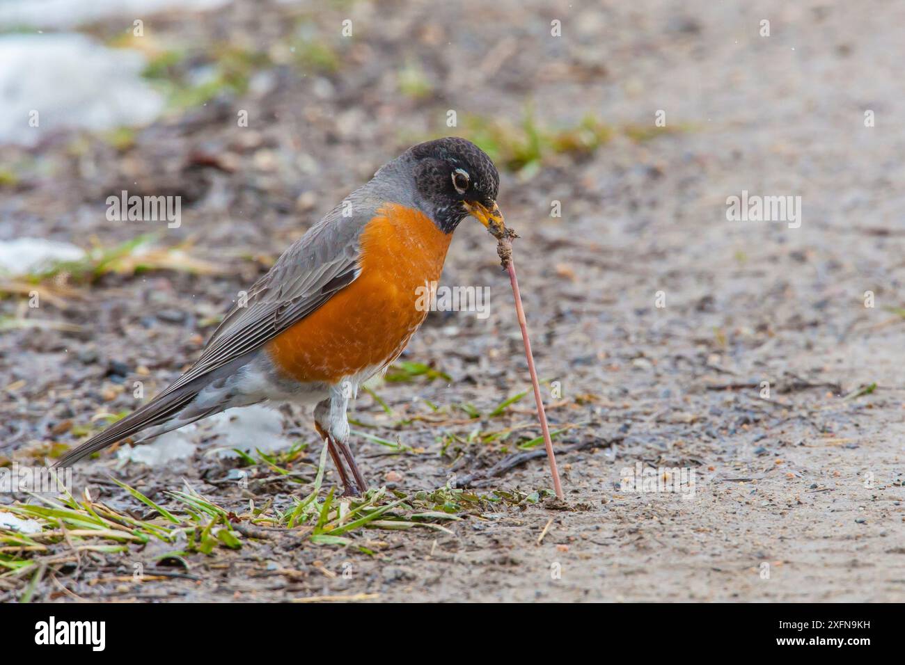 American robin hunting worms hi-res stock photography and images - Alamy