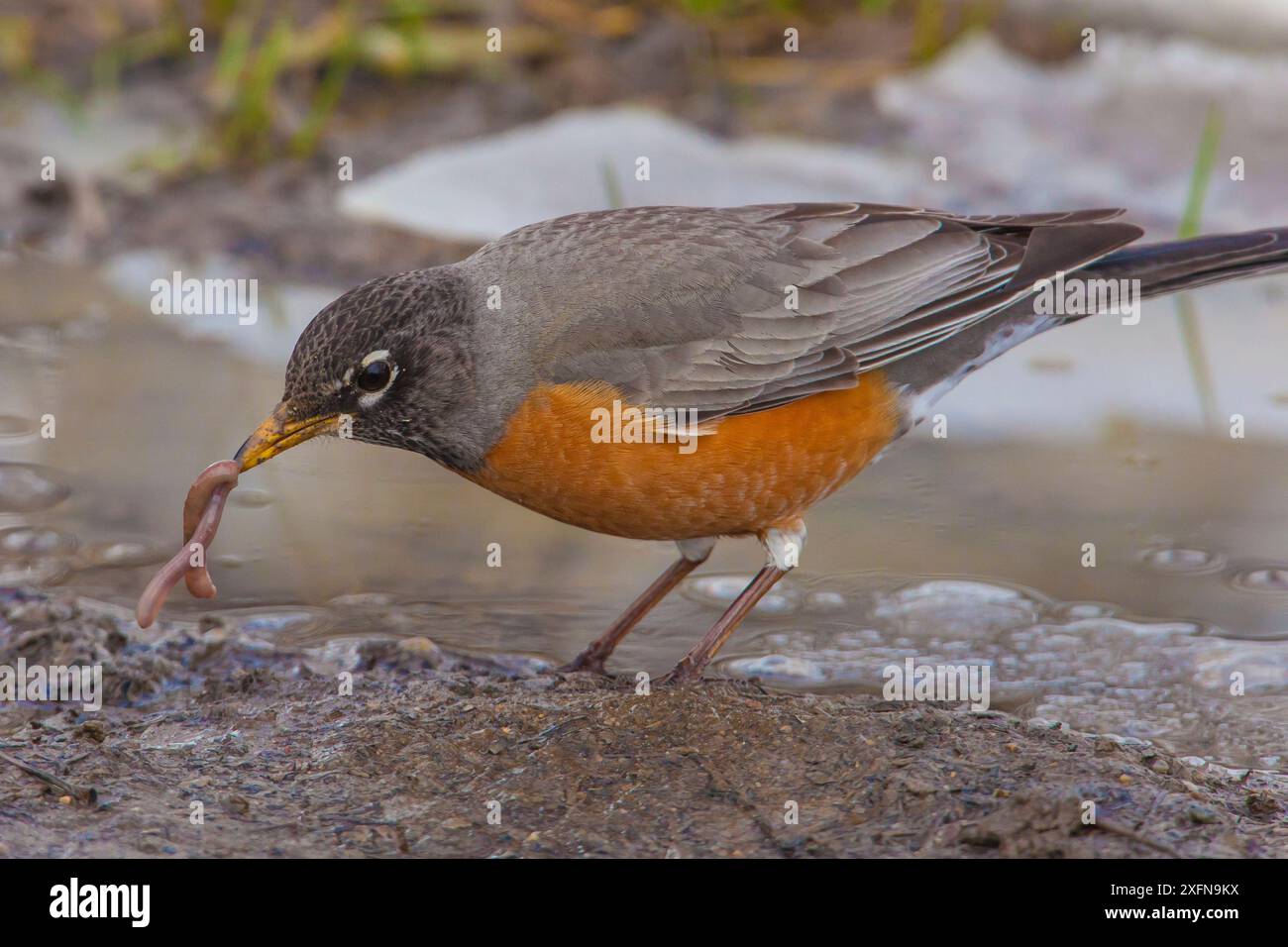 American robin hunting worms hi-res stock photography and images - Alamy