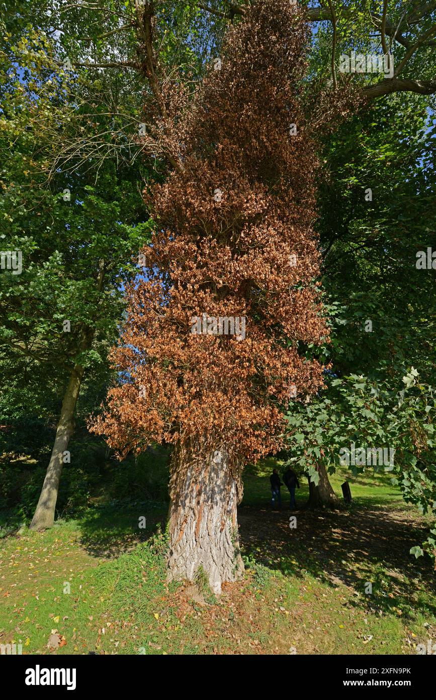 Dead Ivy (Hedera helix) on Poplar (Poplus sp.) tree, The Weir Garden ...