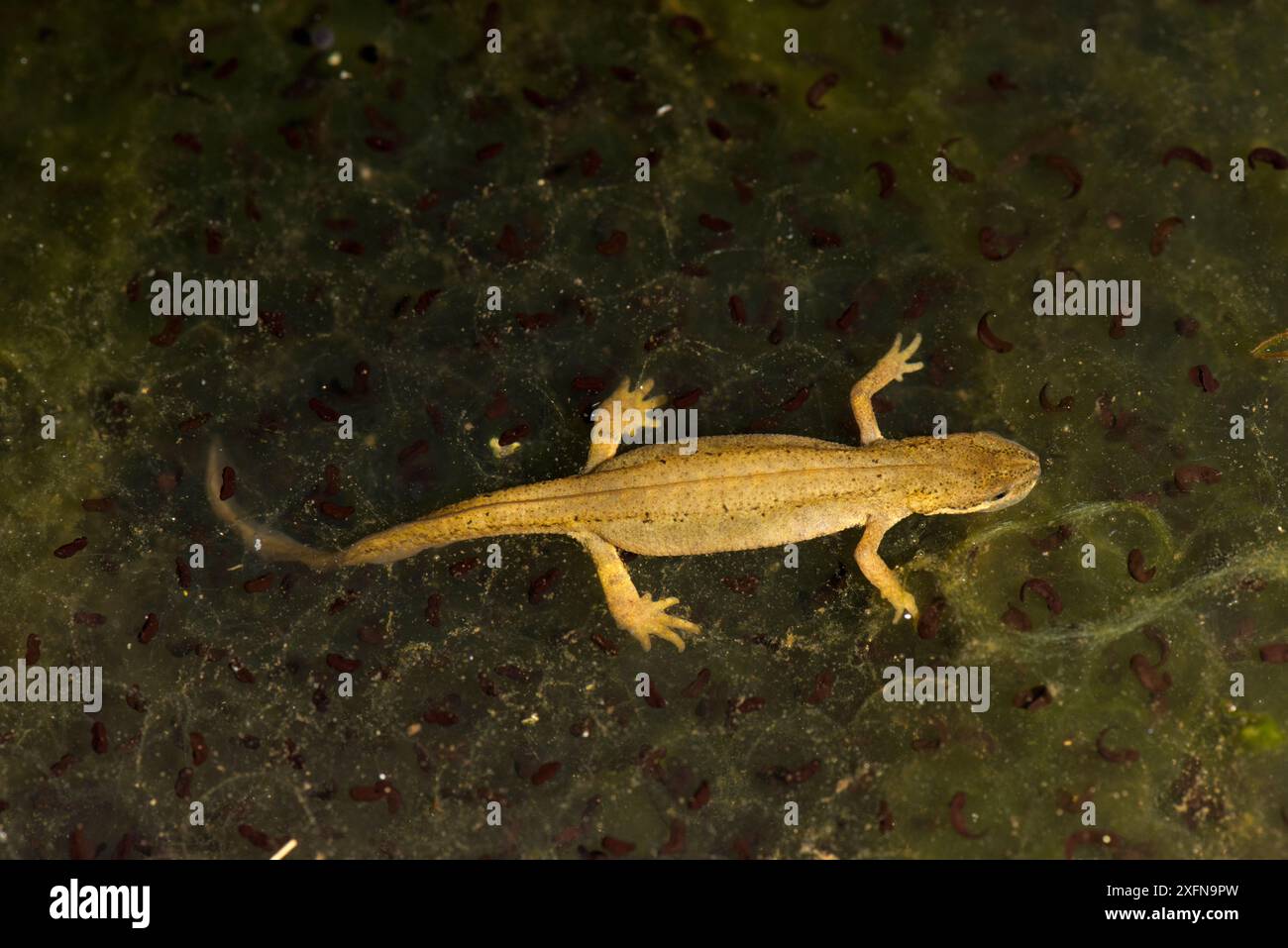 Smooth newt lissotriton vulgaris eggs hi-res stock photography and ...