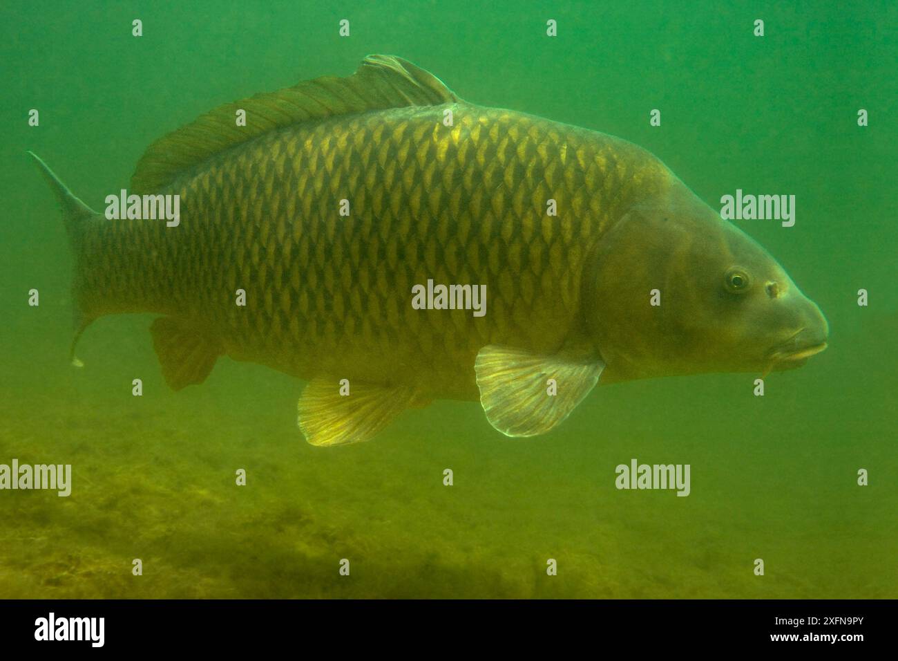 Cyprinus species hi-res stock photography and images - Alamy