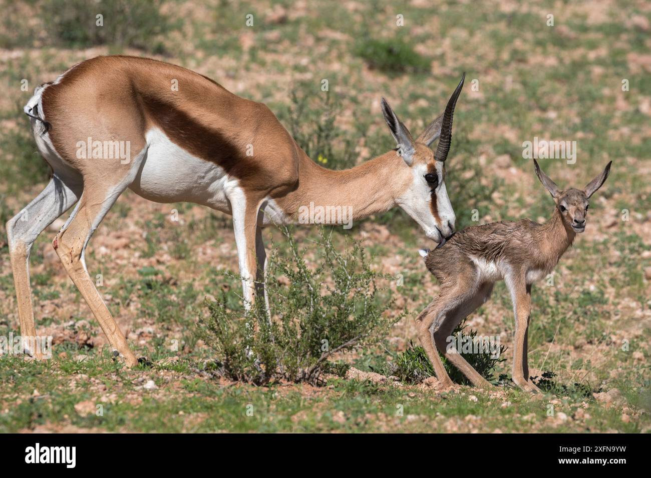 Springbok (Antidorcas marsupialis) mother grooming newborn calf ...