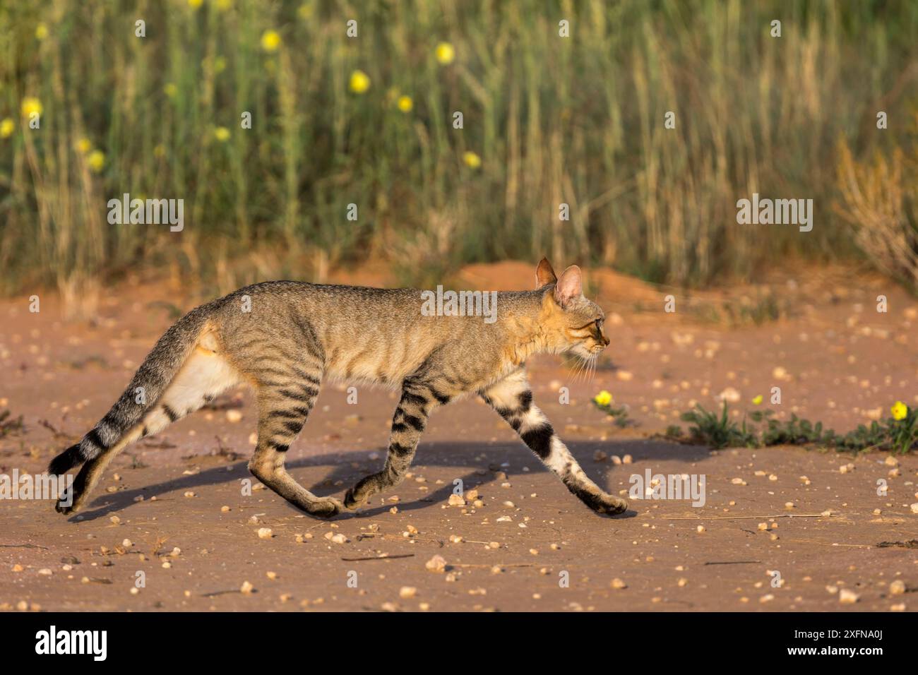 African wildcat (Felis silvestris lybica), Kgalagadi Transfrontier Park ...