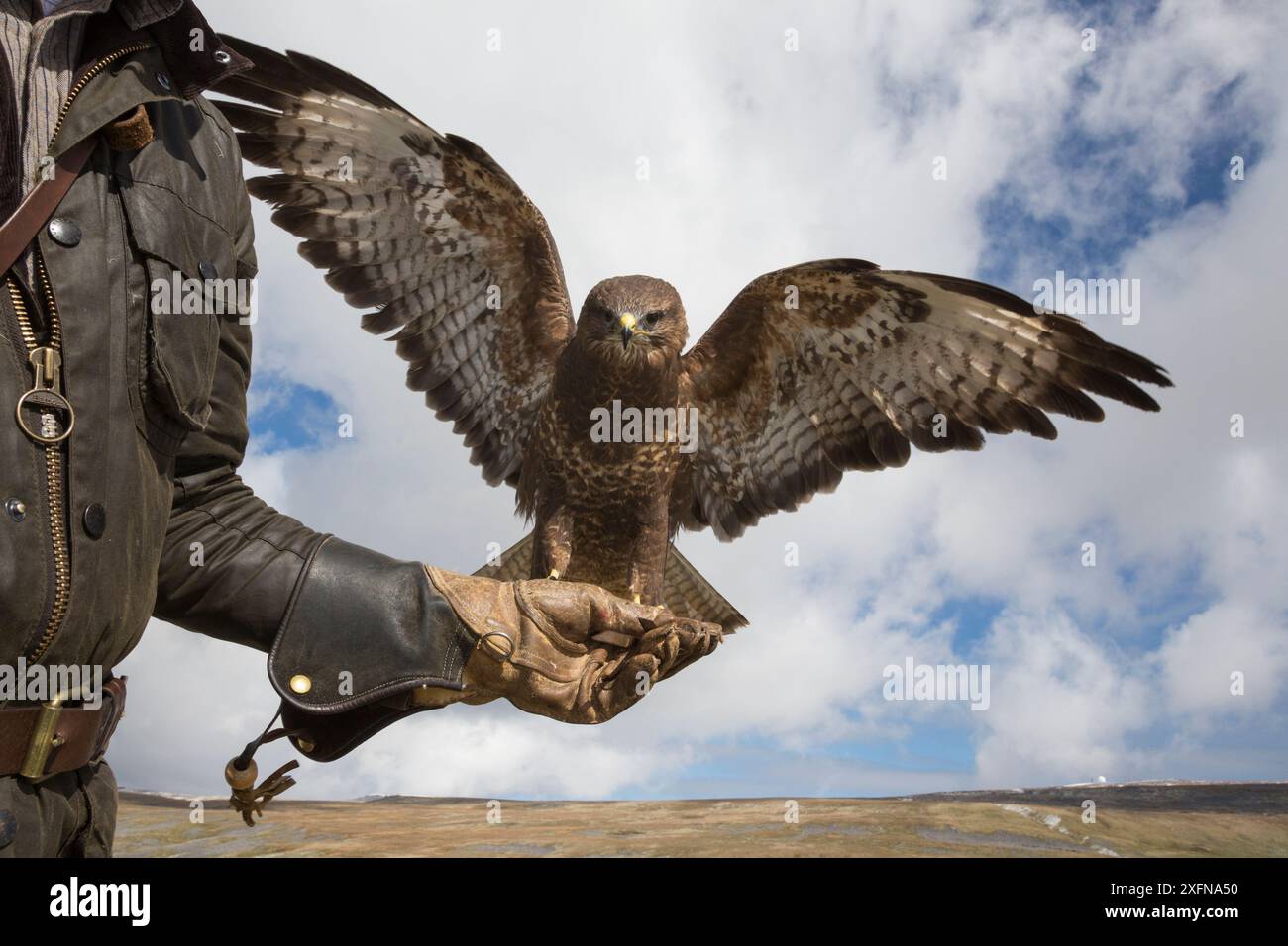 Common buzzard (Buteo buteo) on the glove, captive falconry bird ...