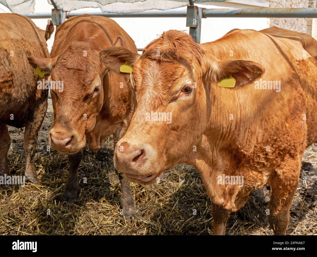 Angus breed cows inside dairy farm enclosure Stock Photo - Alamy