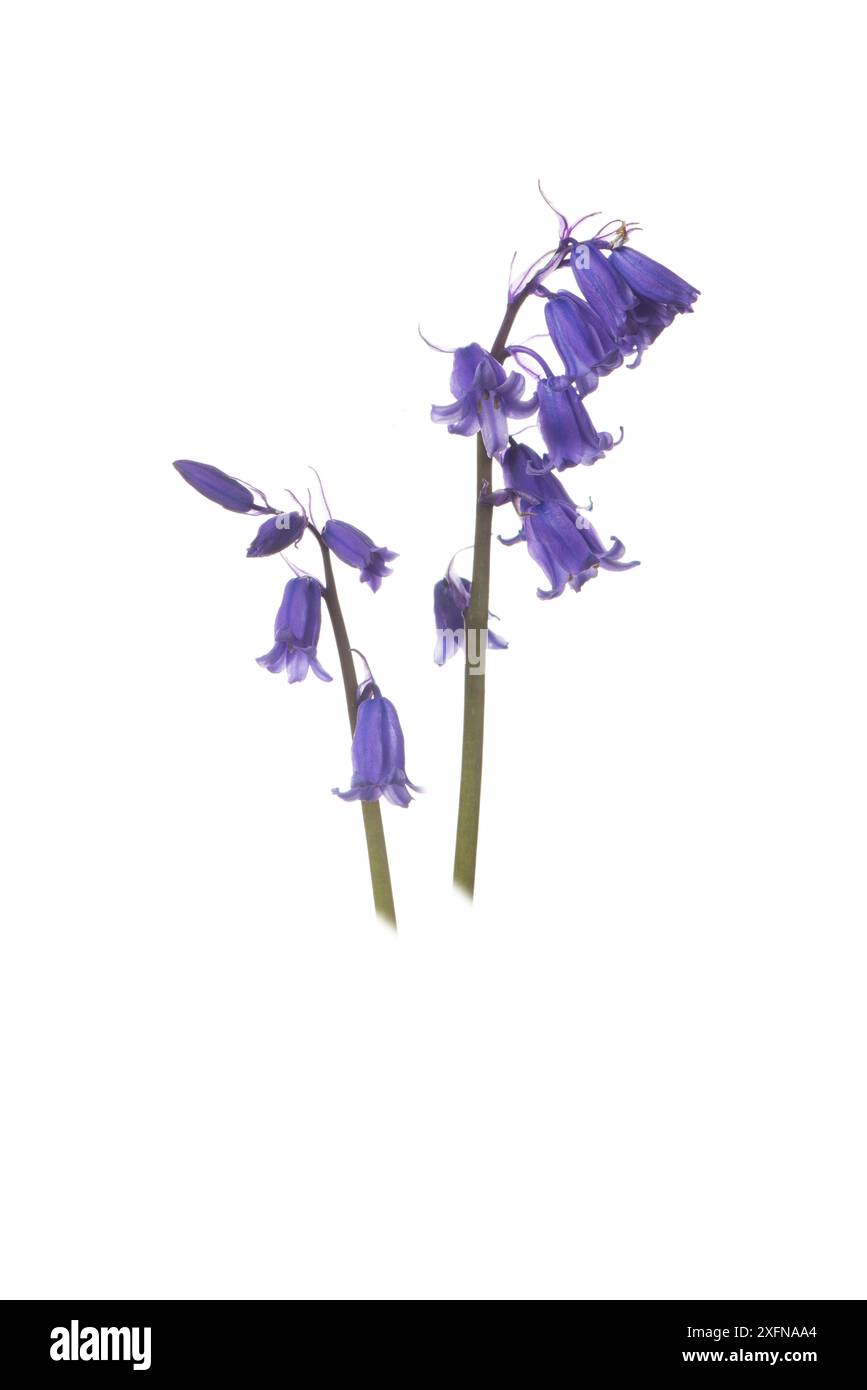 Common bluebell (Hyacinthoides non-scripta) in flower Stock Photo - Alamy