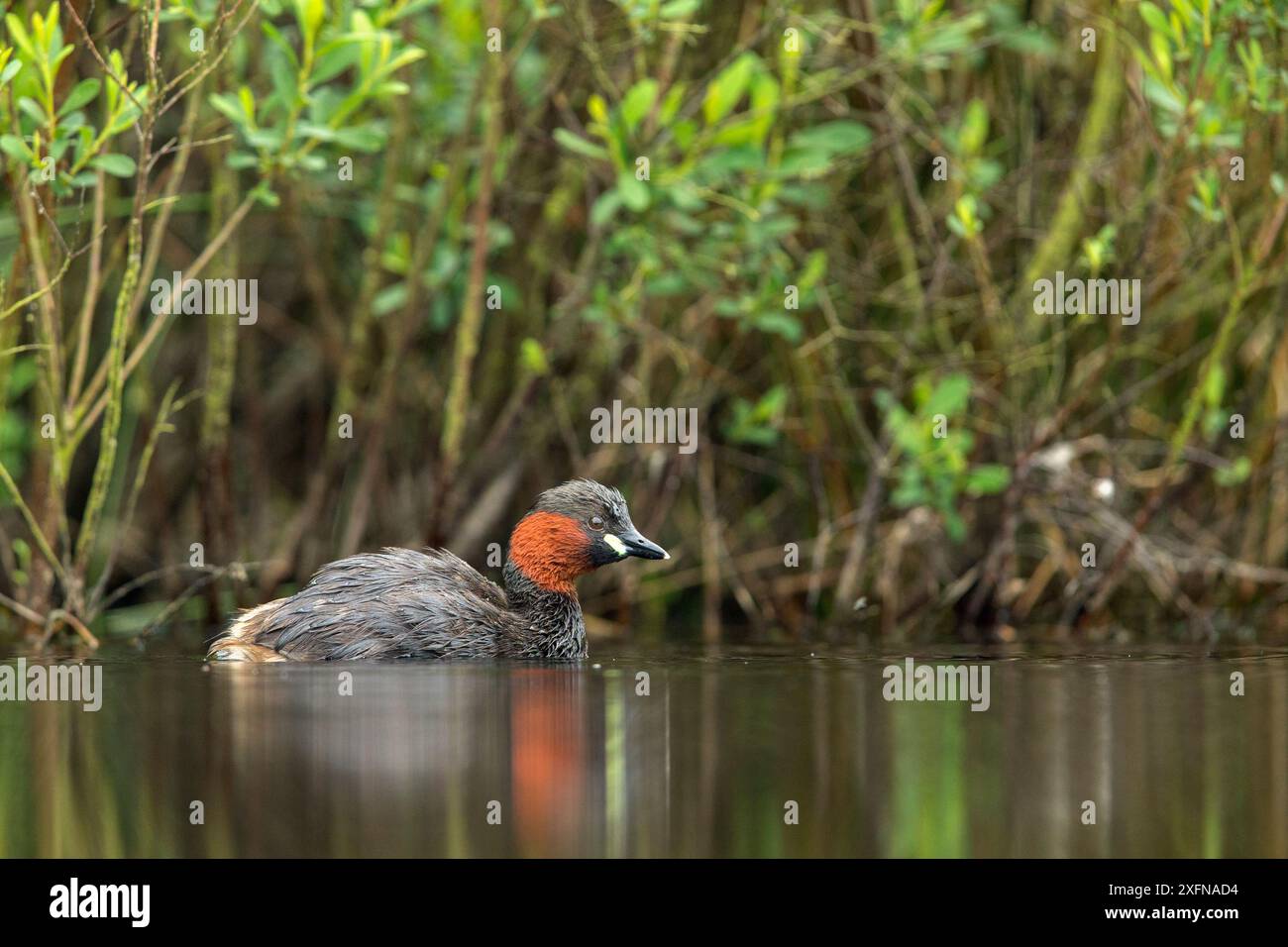Little Grebe (Tachybaptus ruficollis) adult in fen, De Regte Nature ...