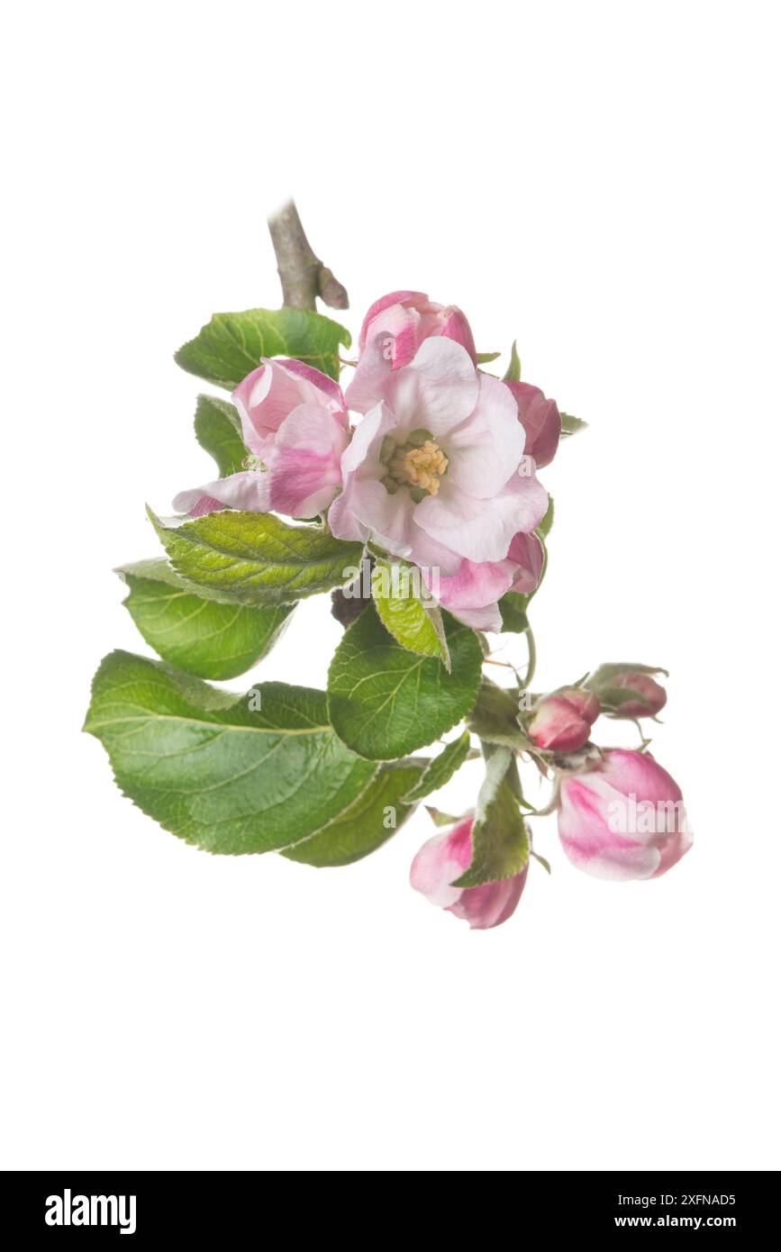 Malus sylvestris seedling hi-res stock photography and images - Alamy