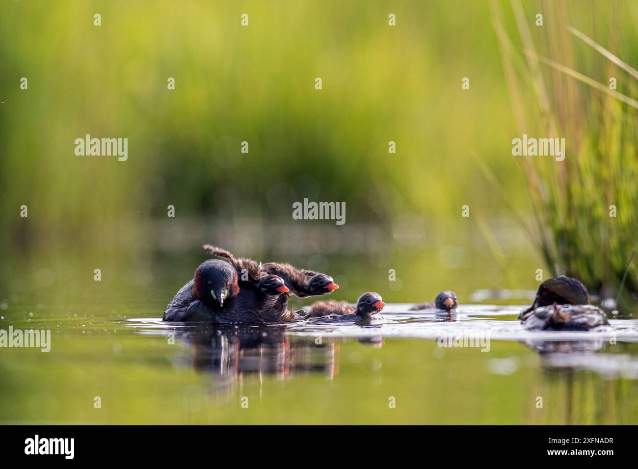 Little Grebe (Tachybaptus ruficollis) pair feeding its chicks, De Regte ...